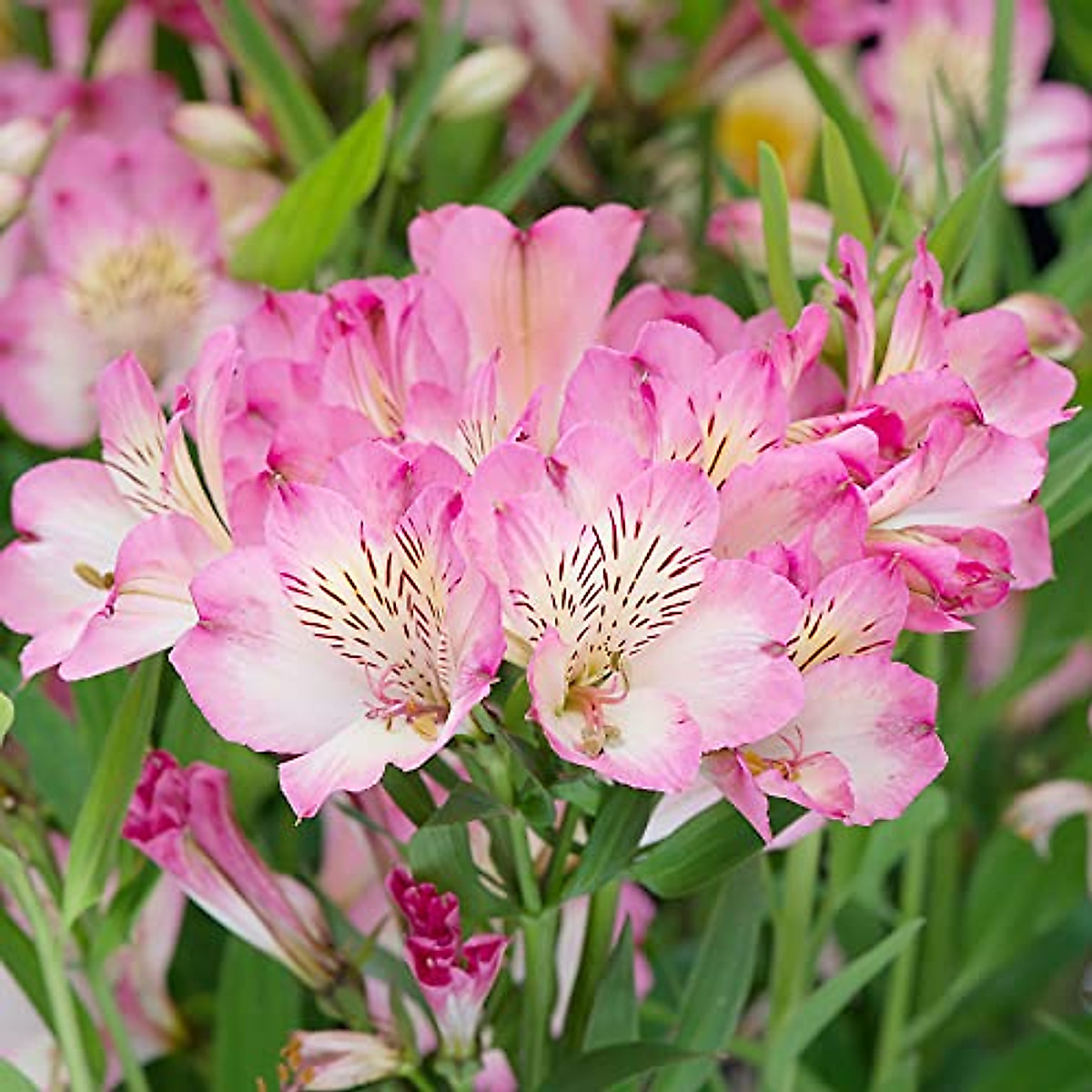 Pink Alstroemeria Seeds Peruvian Lily Perennial Attracts Butterflies Cut Flowers Deer Resistant Cutting Garden Borders Containers Outdoor 10Pcs Flower Seeds by YEGAOL Garden