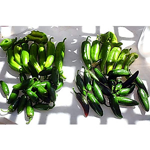 30+ Mucho Nacho Jalapeno Hot Pepper Seeds Heirloom Non-GMO, Capsicum annuum, Spicy, Super Delicious and Fragrant! from USA