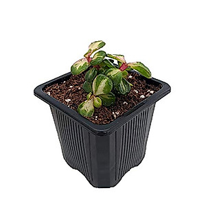 Rainbow Bush Jade Plant - Spekboom - Portulacaria mediopicta - 2.5" Pot