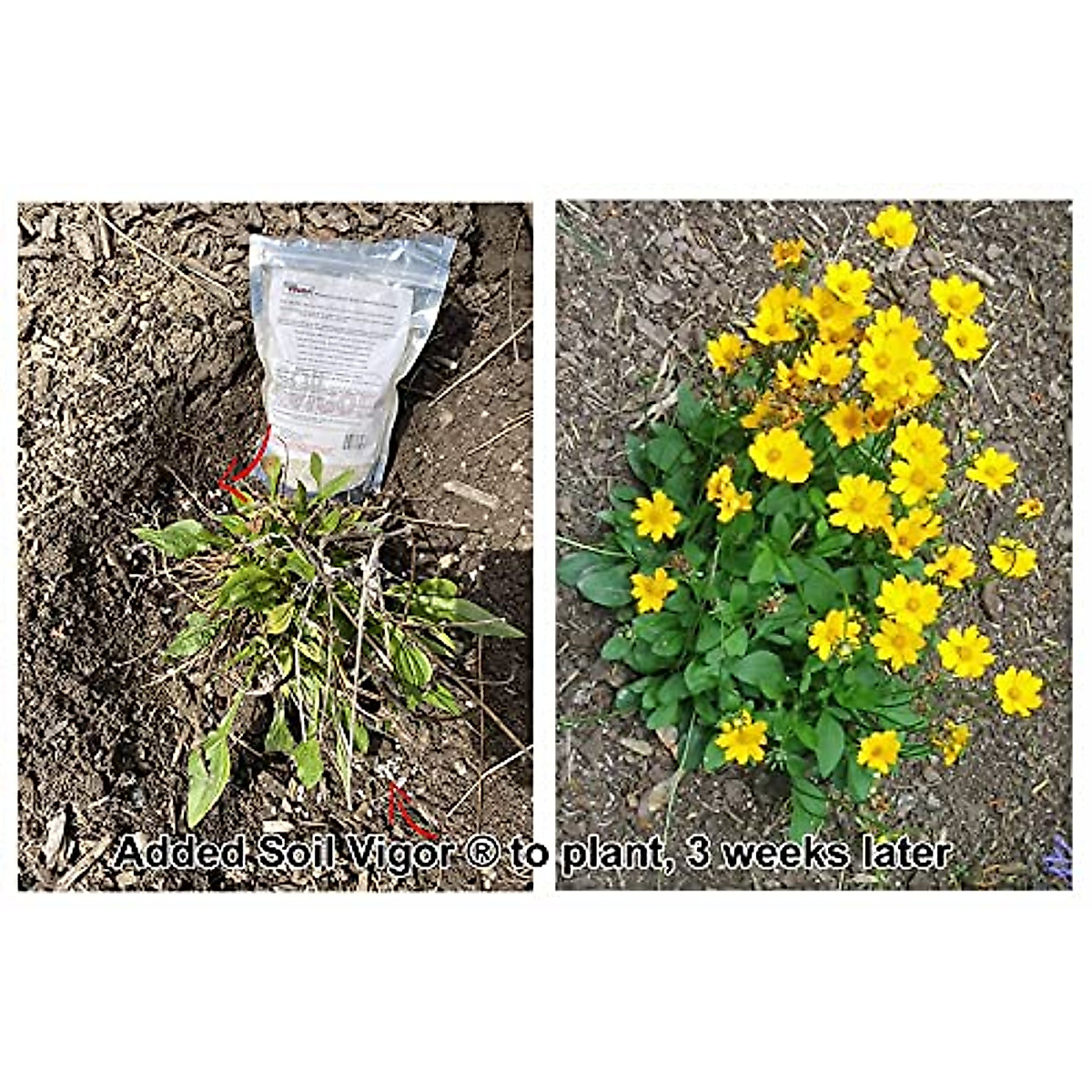 Potassium Polyacrylate for Garden Lasts Up to 7 Years in Soil (1)