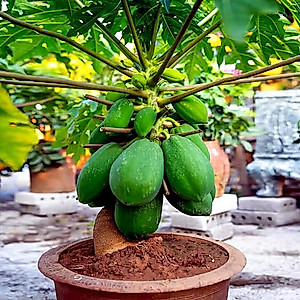 10 Dwarf Papaya Tree Seeds Sweet and Tasty and Juicy Easy to Grow Non-GMO Heirloom Organic Fruit Seeds to Plant Home Outdoor Garden