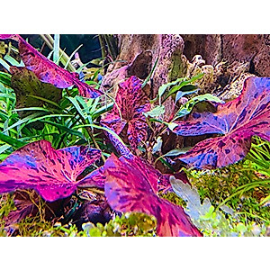 Tiger Lotus Bulbs - Freshwater Aquatic Plant | Sprouts in Tanks Under 72F