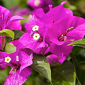QAUZUY GARDEN 100 Purple Bougainvillea Seeds, Paperflower, Attract Pollinators, Fast-Growing Perennial Flowering Shrub Bush Tree Plant, Striking Showy Accent