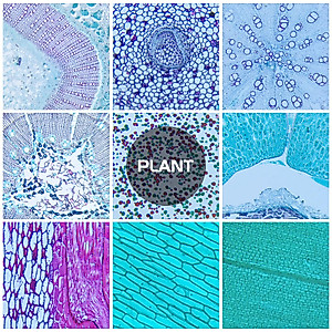 30 Microscope Slides with Specimens for Kids, Prepared Microscope Slides Set with Plants Animals Insects, Microscope Slides for Kids Students Homeschool Basic Biological Science Education