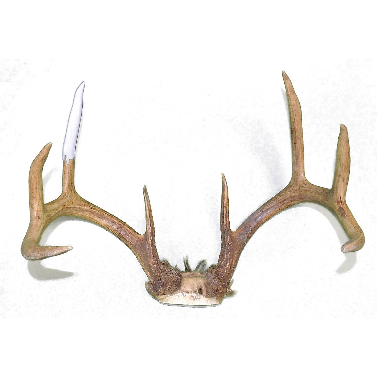 Pro Size Antler Art Crafting Epoxy Kit - Repair Horns Antlers Skulls Teeth Claws - 3 lb. Jumbo KIT -Great for Antler Lighting, Furniture, Collectibles, Antler Christmas Tree, Wreaths and More!