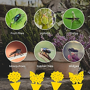 Fruit-Fly Sticky-Trap 36pc Gnat-Trap Yellow Stick Traps Indoor Fungus Gnat Trap for Insect-Bug Gnat Fungus Ant Aphid Leaf Miner Plants Protecter