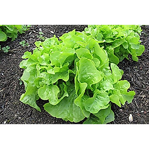 Oakleaf Leaf Lettuce Seeds for Planting, 1000+ Heirloom Seeds Per Packet, (Isla's Garden Seeds), Non GMO Seeds, Botanical Name: Lactuca Sativa, Great Home Garden Gift