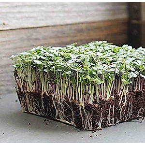 "Basic Salad Mix" Microgreens Seeds for Planting, 300+ Premium Heirloom Seeds, Indoor/Outdoor, (Isla's Garden Seeds), Non GMO, 85-90% Germination, Fun Home Garden Gift