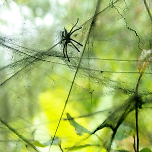 Halloween Spider Web Fake Stretch Cobweb for Halloween Party Decoration Props ZWSJ01 (Black)