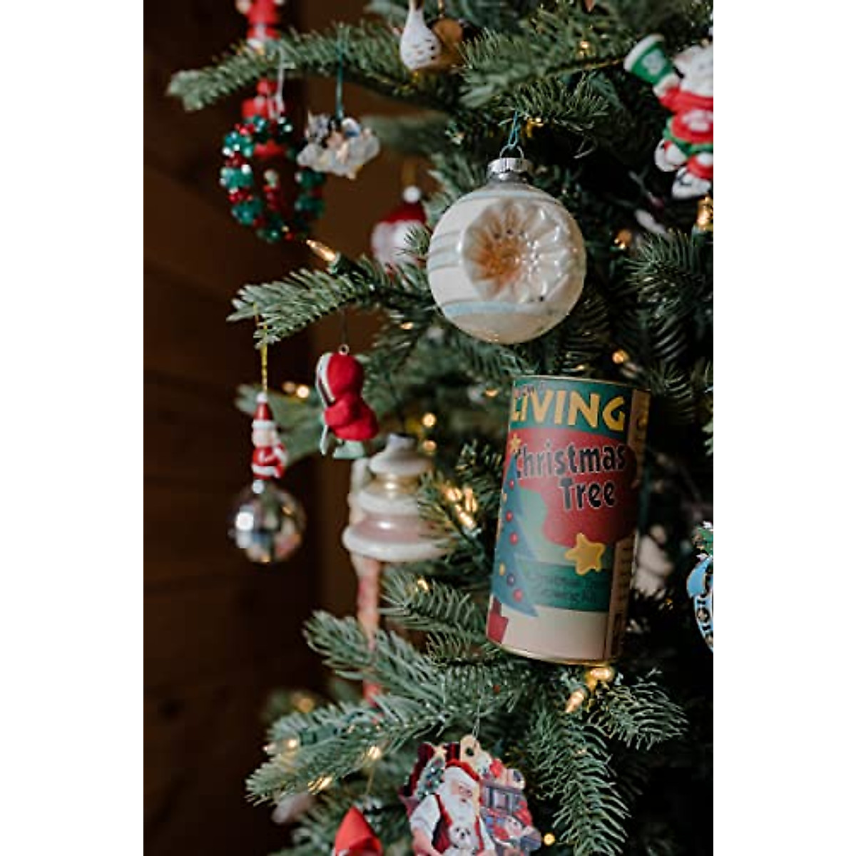 The Jonsteen Company Living Christmas Tree | Seed Grow Kit