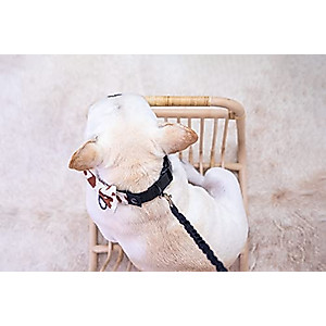 BOW Teddy - Modular Dog Collar