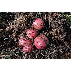 Simply Seed™ - 5 LBS - Red Norland Potato Seed - Non GMO - Naturally Grown - Order Now for Spring Planting