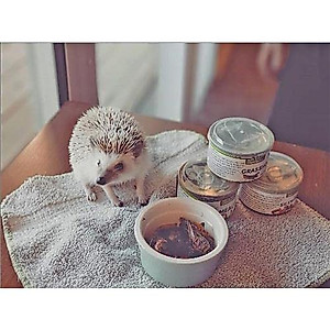 Canned Snails (1.2 oz.) - Healthy High Protein Insect Treat - Hedgehogs, Sugar Gliders, Reptiles, Wild Birds, Chickens, Lizards, Bearded Dragons, Skunks, Opossums, Fish, Amphibians, Turtles