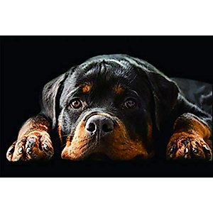 5D Diamond Painting by Number Kit for Adult, DIY Full Drill Rottweiler Embroidery Rhinestone Painting Home Wall Decor Arts Craft Gift 16x20 inch