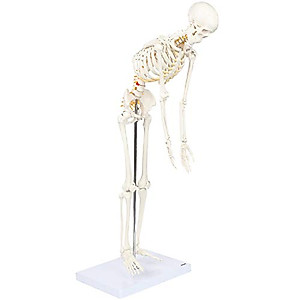 Axis Scientific Mini Human Flexible Skeleton Model with Stand, 34" Tall Skeleton Includes Flexible Spine and Removable Arms and Legs, a Stand and Base for Display and Demonstration,