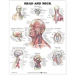 Head and Neck Anatomical Chart
