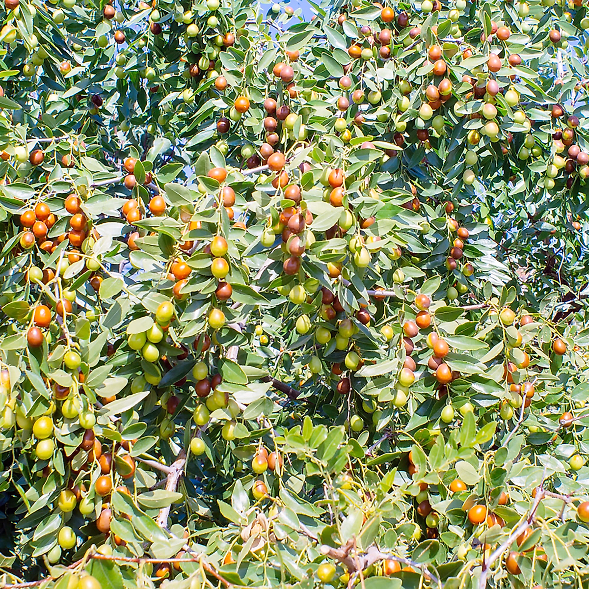 Ziziphus Mauritiana Seeds Indian Jujube Perennial Drought Tolerant Attracts Pollinators Evergreen Garden Outdoor 8Pcs Tree Seeds by YEGAOL Garden