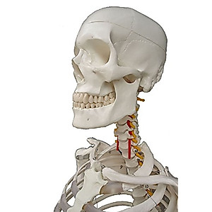 Wellden Medical Anatomical Human Skeleton Model, 170cm, Life Size, w/Nerves, Vertebral Arteries, Stand Included