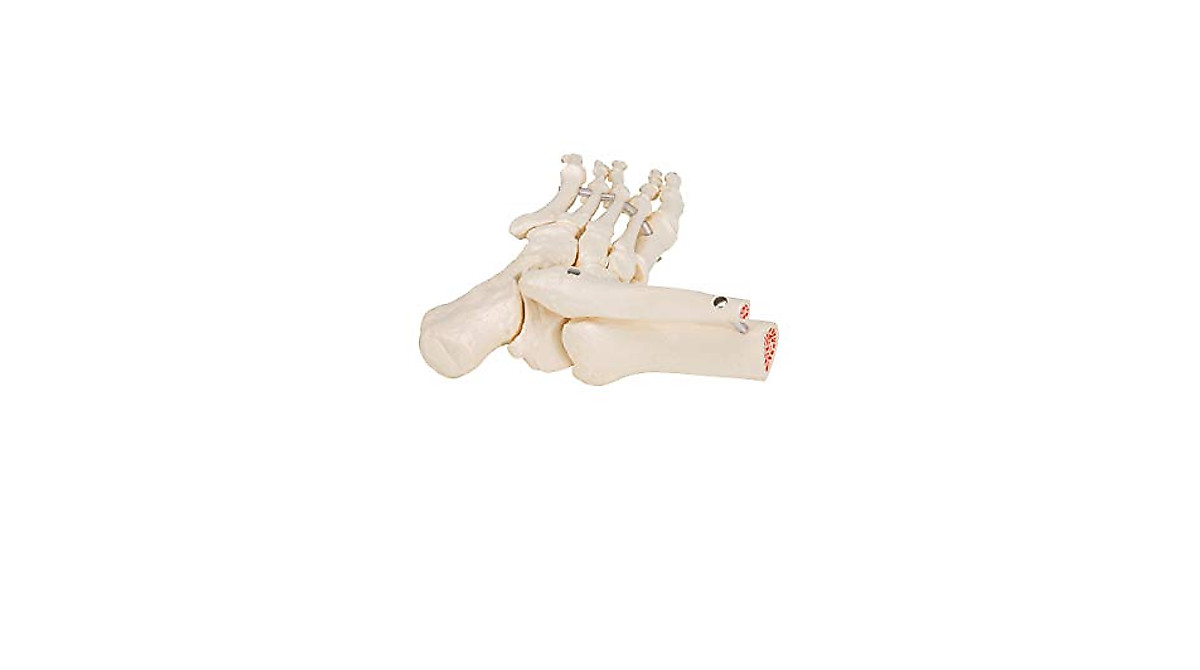 3B Scientific Foot Skeleton - Flexible Anatomical Model