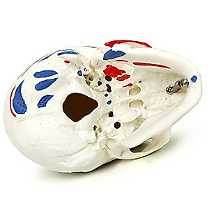 Mini Human Skull Model W/Muscle Insertion and Origin Painted, 3 Parts Palm-Sized Anatomy Skull Model with Removable Skull Cap & Full Set Teeth, School Teaching-Learning Tool