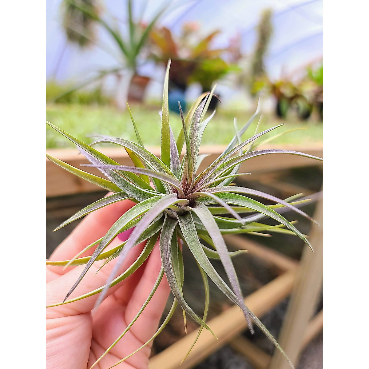 Air Plants - 1 Aeranthos - 3 to 5 Inch Air Plant - Color & Form Varies by Season - 30 Day Guarantee on Tillandsia from The Drunken Gnome (1, One Size 3-5")