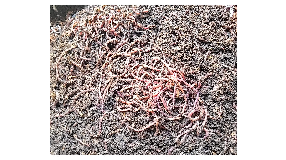 WWJD Worms Red Wiggler Composting Worms for Fertile Gardens