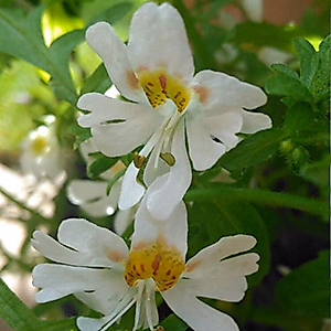 1194B-White Angels Poor Man's Orchid (Schizanthus pinnatus) Seeds by Robsrareandgiantseeds UPC0764425788430 Non-GMO,Organic,USA Grower,Bonsai,Showy, Butterfly Flower,1194-B Package of 15 Seeds