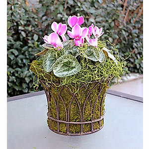 SuperMoss (26912) Spanish Moss Preserved, Grass, 8oz (200 cubic inch)