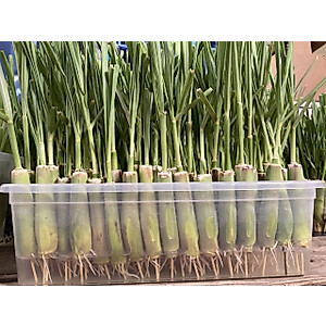 8 Rooted Lemongrass Stalks 5-6 inches Long Ready to Plant | Fast Growing Lemon Grass Live Plant