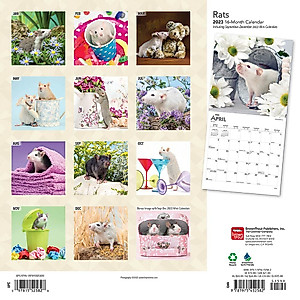 Rats | 2023 12 x 24 Inch Monthly Square Wall Calendar | BrownTrout | Domestic Animals Mouse