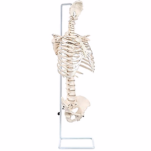 Axis Scientific Human Rib Cage Anatomy Model: Life Size Vertebral Column with Complete Vertebrae, Cast from Real Human Bones, Includes Detailed Study Guide, Base Stand