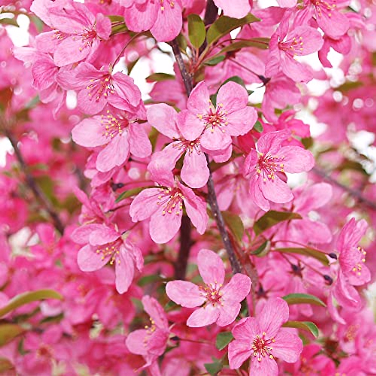 QAUZUY GARDEN 30 Seeds Flowering crabapple Seeds Crab Apple Malus Prairiefire Tree Shrub Bush Seeds- Striking Flowering Landscape Plant- Easy to Grow & Maintain