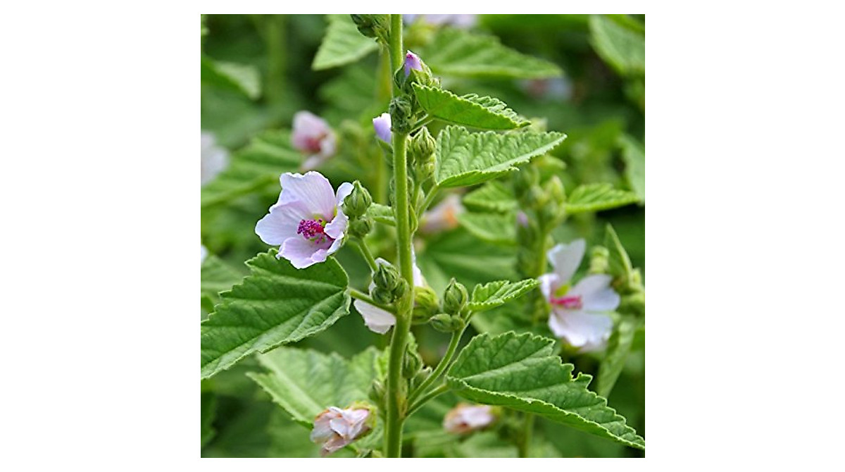 Grow Outdoorspride Marsh Mallow Seeds - Versatile Perennial Herb