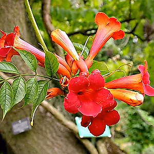 QAUZUY GARDEN 20 Seeds Rare Red Hummingbird Trumpet Creeper Vine Seeds Campsis Radicans Perennial Hardy Flower - Showy Privacy Screen- Easy to Grow & Maintain