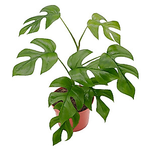 California Tropicals Tetrasperma - The Rare Mini Monstera Plant, Live 6" Indoor & Outdoor Houseplant, Easy Care & Purifying Air for Tiny Homes & Office Interior Garden