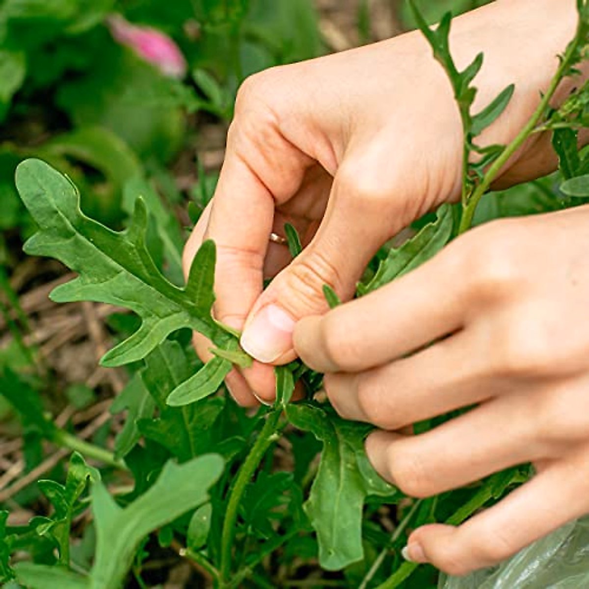 Purely Organic Products Purely Organic Heirloom Arugula Seeds (Slow Bolt) - Approx 500 Seeds