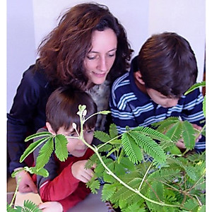 TickleMe Plant Greenhouse Garden Kit Grow The Only House Plant That Closes Its Leaves and Lowers It Branches When You Tickle It. Unique Nature or Birthday Science Idea for Kids