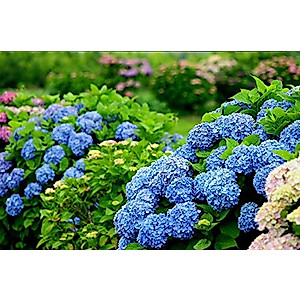 20+ Mixed Hydrangea Seeds Flowers Bush Plants Beautiful Smell Garden Decor Home Perennial