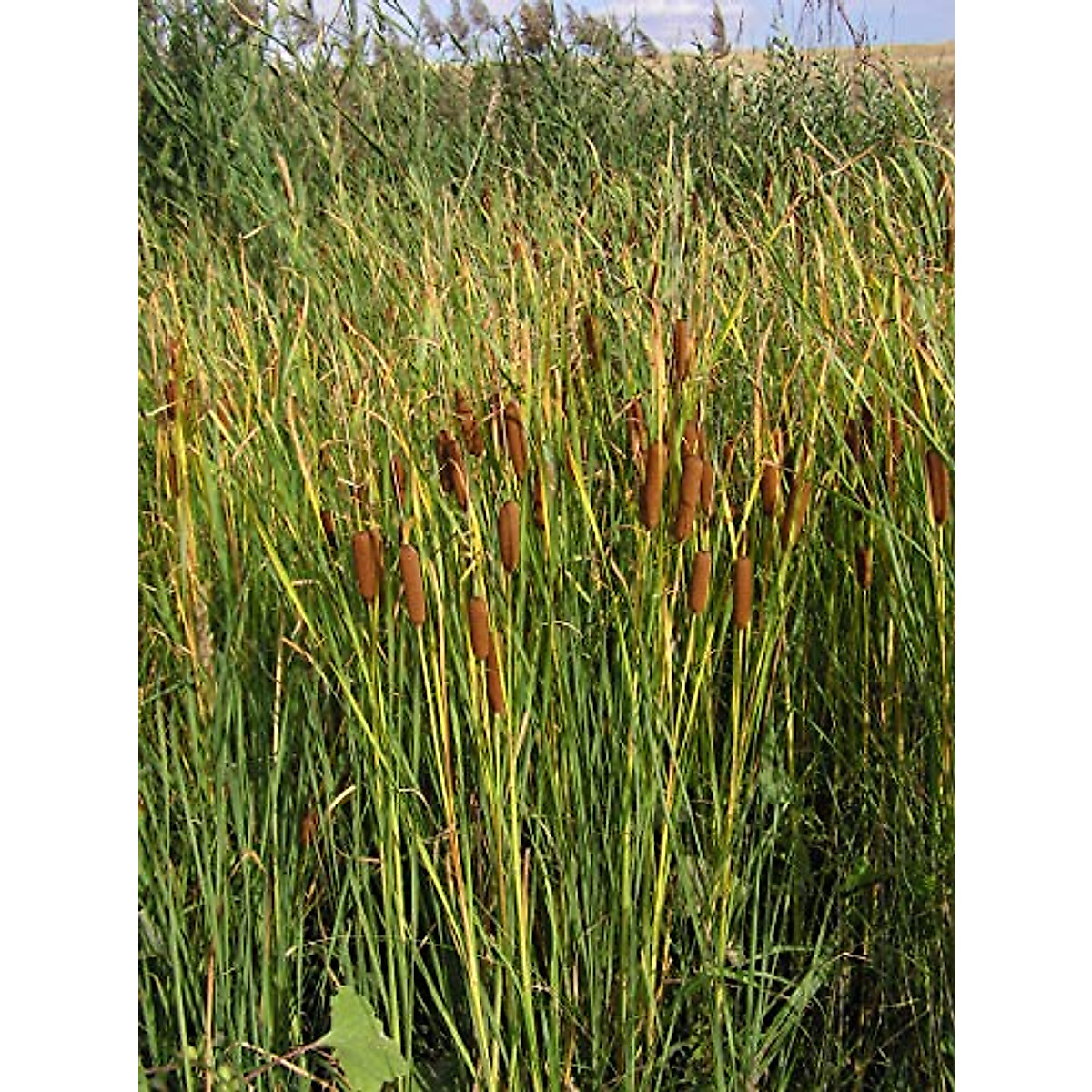1196-Dwarf Cattails (Typha laxmannii) Seeds by Robsrareandgiantseeds UPC0764425788492 Non-GMO,Organic,USA Grower,Bonsai,Showy, Butterfly Flower,1196 Package of 25 Seeds