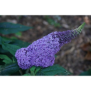 Proven Winners BUDPRC1446101 Pugster Amethyst Live Shrub 1 Gallon Purple