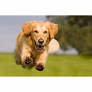 HAPPY PET VITAMINS LLC Dog Digestive Tablets - Dog Premium PROBIOTICS - Savory Beef Flavor - Stops Diarrhea Bad Gas Bad Breath - Gut Health - Dog probiotic Supplement - 3 Bottles (180 Treats)