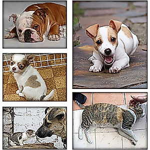 Gentian Violet Spray Solution 1% 100 ML. Pet Wound Care Skin Soother Healing Dog & Cats Skin Infections, Soreness and Irritation Relief, Relieves Dry Itchy Skin Allergies Clean Soothe & Heal