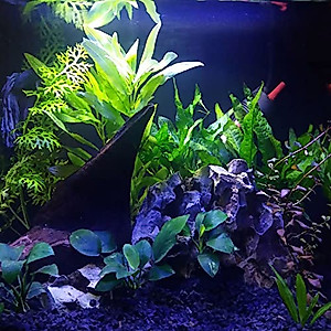 Planterest - Water Sprite Potted Flower Live Aquarium Plant Tropical Freshwater Decorations BUY2GET1FREE