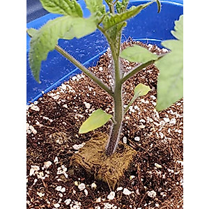 Organic Perlite Horticultural Soil Amendment for Plants and Enhanced Drainage Enhanced Growth (7 Quarts)