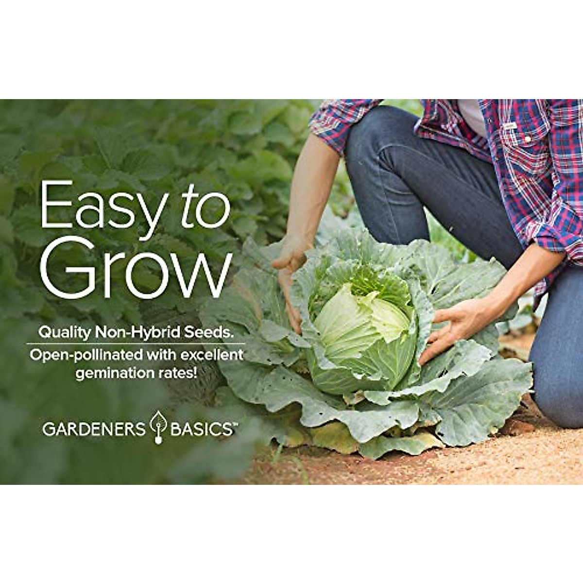 Cabbage Seeds for Planting - Golden Acre Green Heirloom, Non-GMO Vegetable Variety- 1 Gram Approx 225 Seeds Great for Summer, Spring, Fall, and Winter Gardens by Gardeners Basics