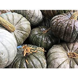 Jarradale Pumpkin Seeds for Planting, Pale Green Color, (Jarrahdale) 10 Heirloom Seeds, (Isla's Garden Seeds), Non GMO Seeds, Botanical Name: Cucurbita Maxima, Great Home Garden Gift