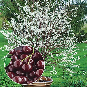 Zeoust Loife 30 Seeds Dwarf Cherry Tree Seeds Fresh Fruit Seeds for Planting Garden Seeds Heirloom (Dwarf Cherry Tree)