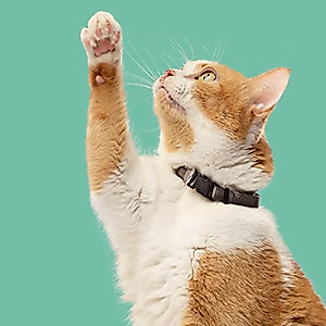 Rachael Ray Nutrish Indoor Complete Premium Natural Dry Cat Food, Chicken with Lentils & Salmon Recipe, 14 Pounds (Packaging May Vary)