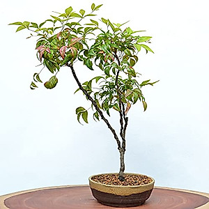 Wazakura Shigaraki Series Yellow Dust Stripe Glazed Ceramic Bonsai Pot Made in Japan, Garden Training Container, Flower Planter, Succulent Bowl - Yellow Sand Small Size