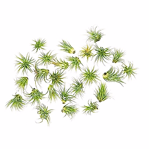 Ionantha Tillandsia Air Plants Live Indoor Plants (10PK), Air Plant Terrarium Plants Live Houseplants, Live Plants Indoor Plant Kit, Easy Care Plants for Air Plant Holder or Garden by Plants for Pets